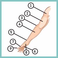 Body Parts in Farsi - FarsiMonde